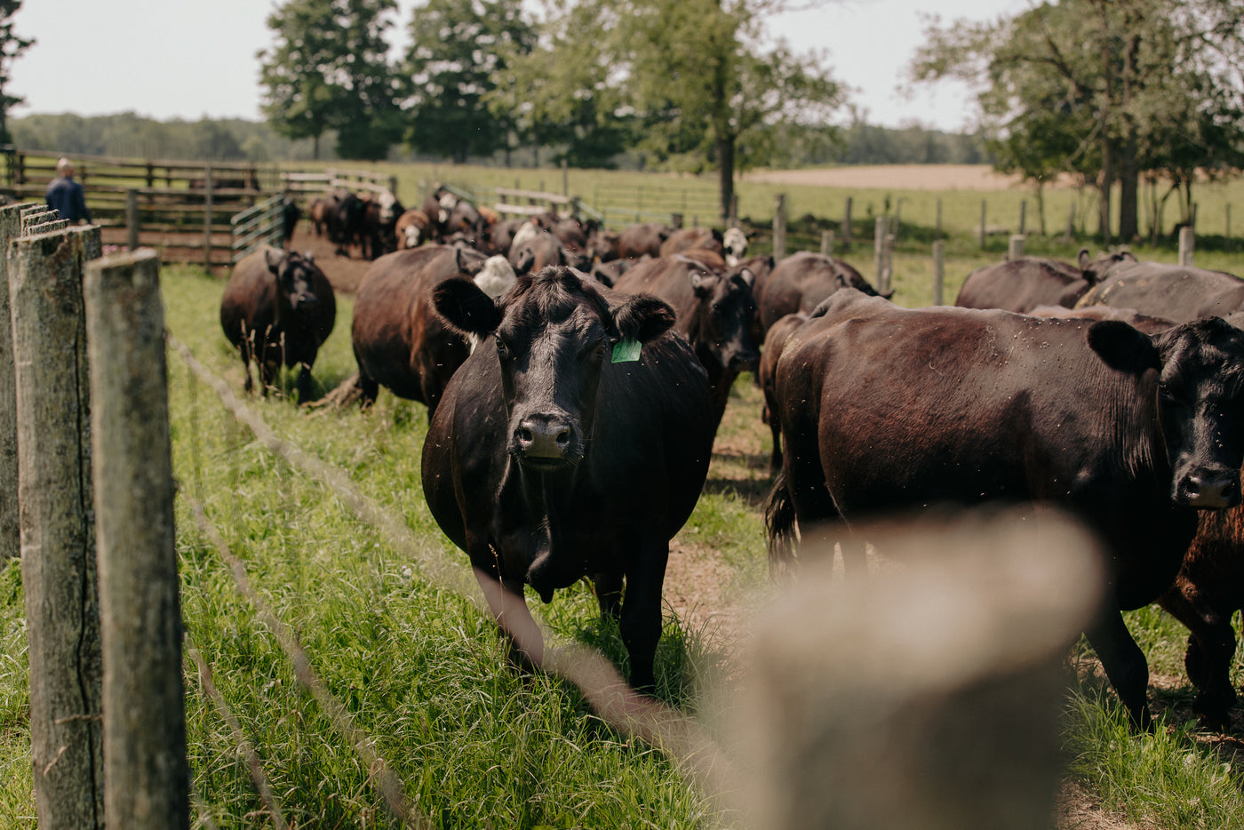 The Butcher Shoppe | Meat Delivery Toronto